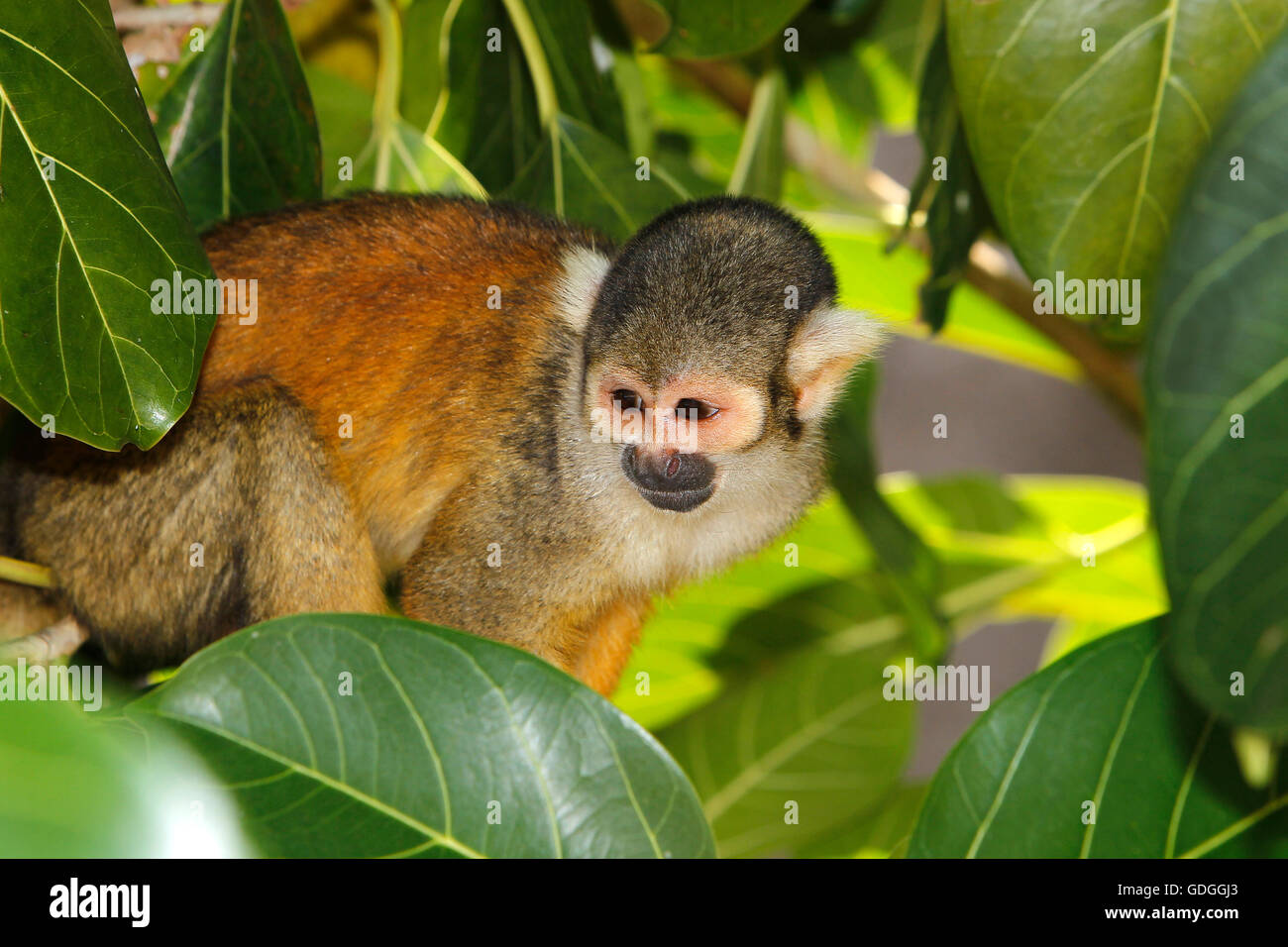 Saimiri sciureus hi-res stock photography and images - Alamy