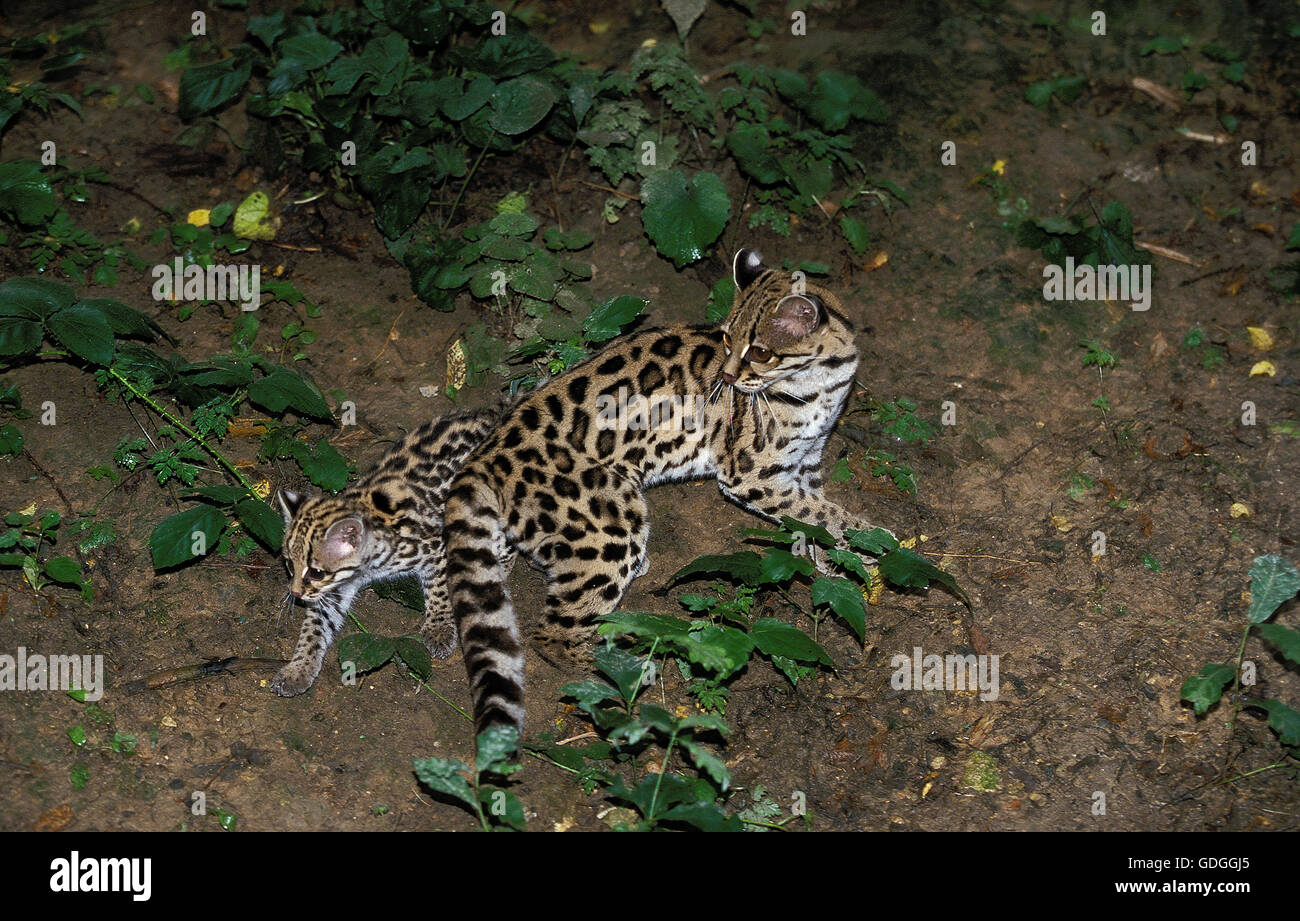 Margay hi-res stock photography and images - Alamy