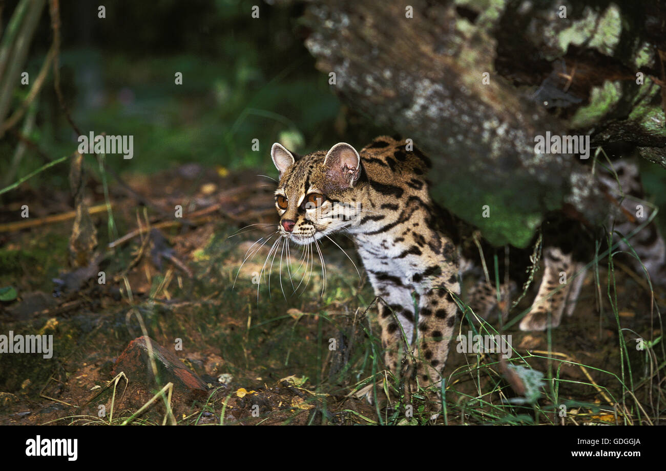 Margay hi-res stock photography and images - Alamy