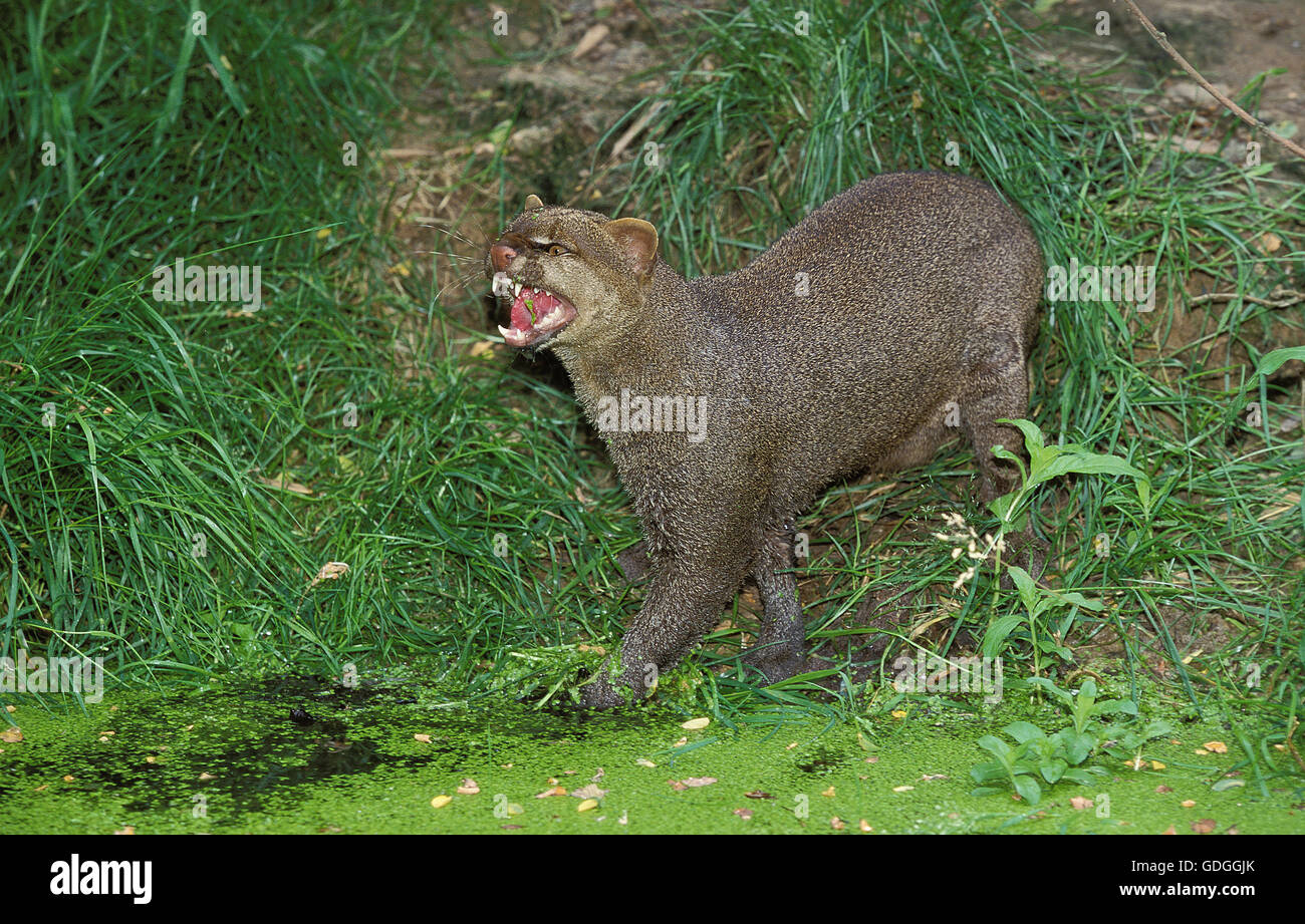 Jaguarundi, herpailurus yaguarondi, Adult snarling Stock Photo - Alamy