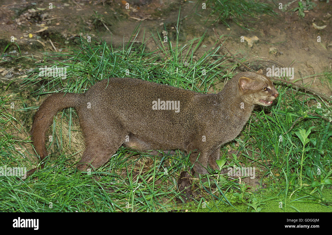 JAGUARUNDI herpailurus yaguarondi, ADULT ON GRASS Stock Photo - Alamy