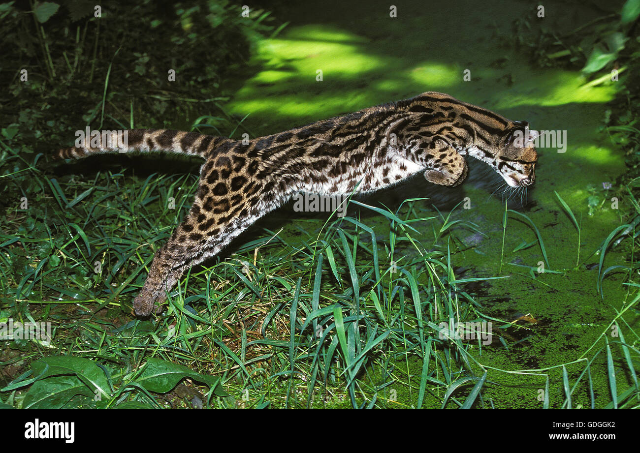 Margay hi-res stock photography and images - Alamy