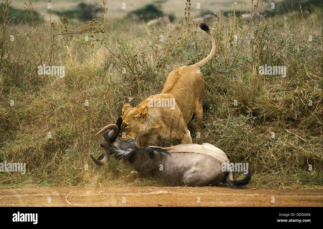 Lion chasing prey hi-res stock photography and images - Alamy