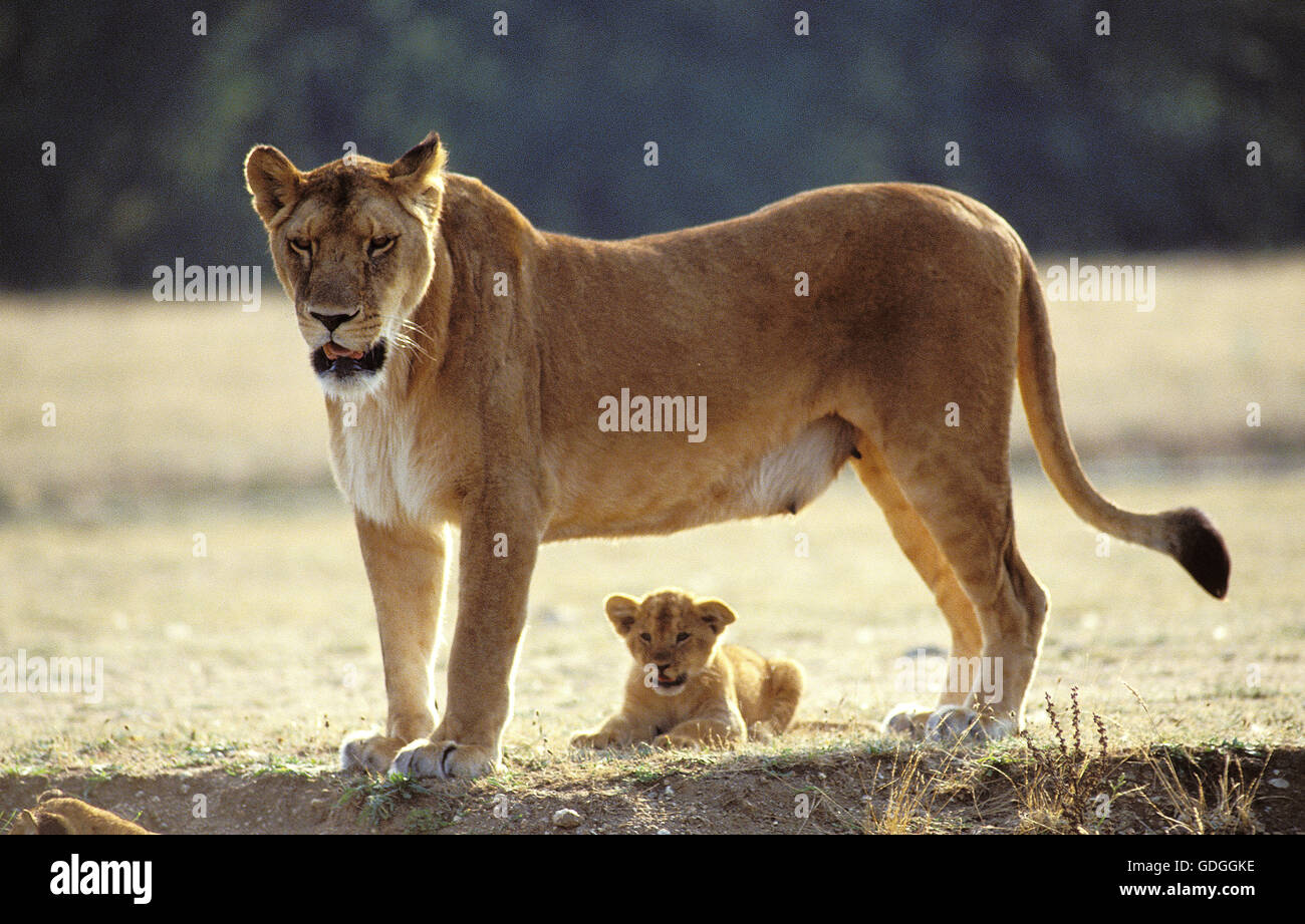 Female panthera leo hi-res stock photography and images - Alamy