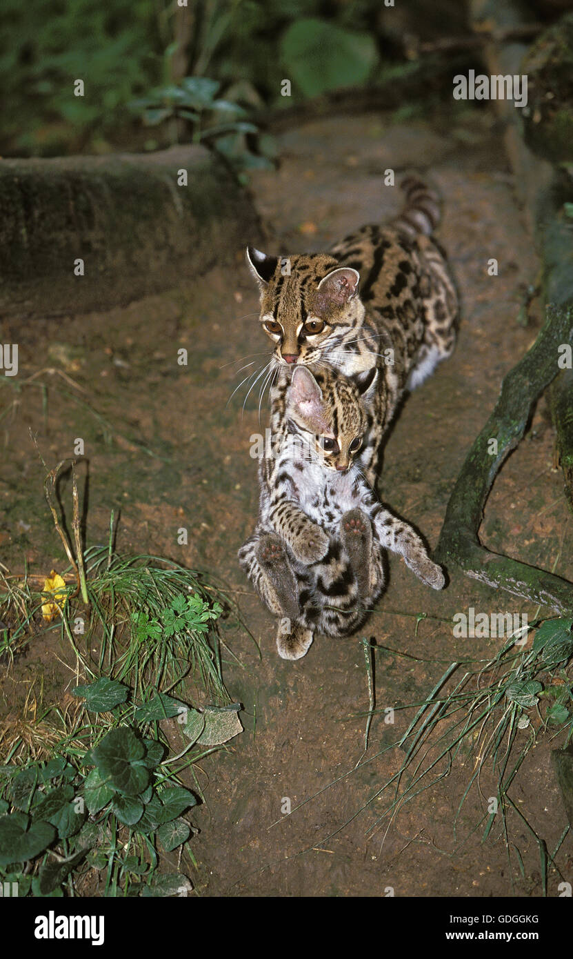 Margay cub not domestic hi-res stock photography and images - Alamy