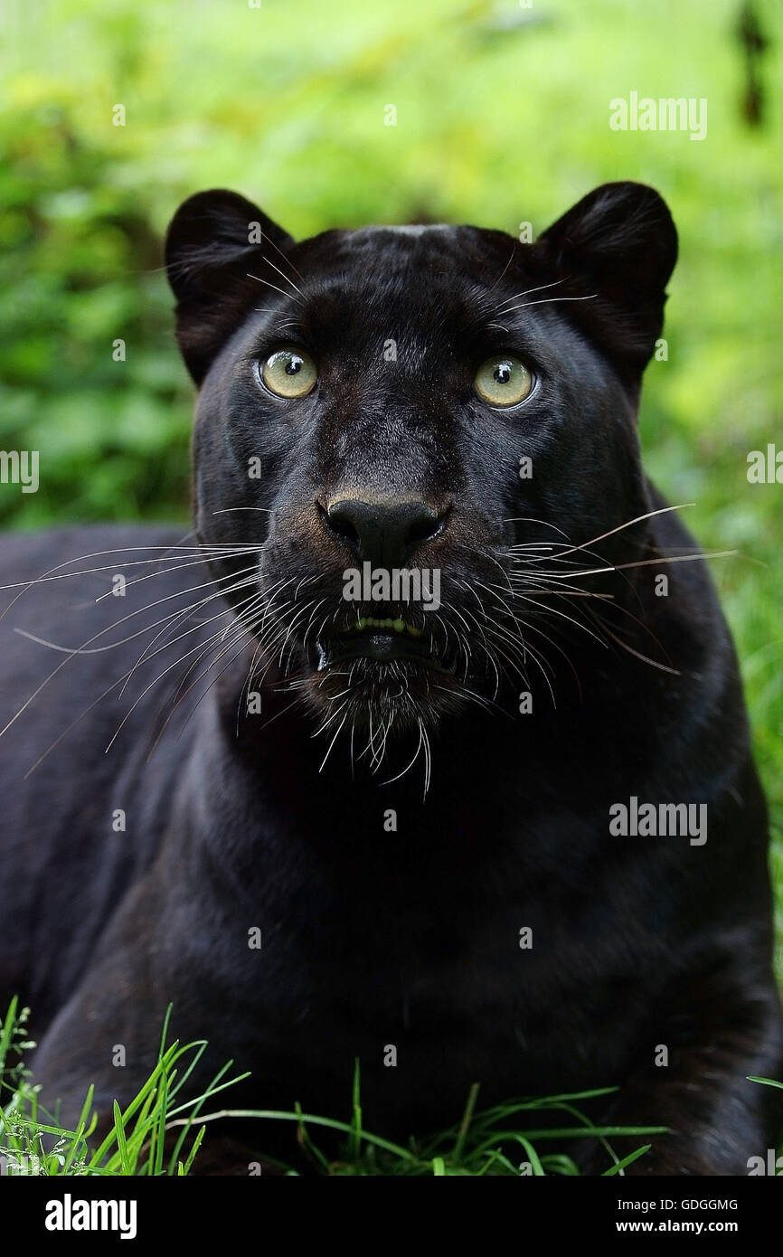 Black Panther, panthera pardus, Portrait of Adult Stock Photo - Alamy