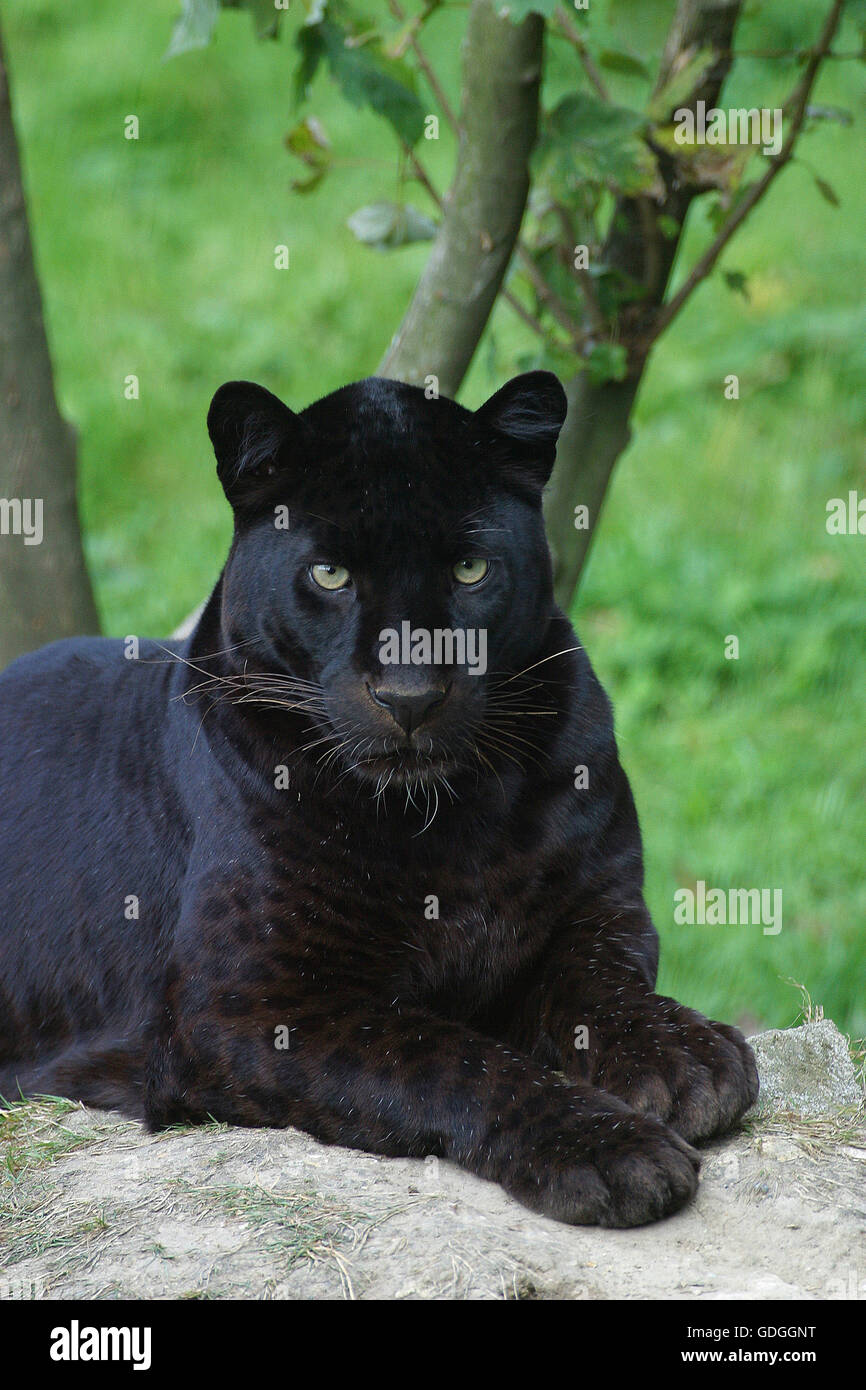 BLACK PANTHER panthera pardus, AUDLT ON ROCK Stock Photo - Alamy