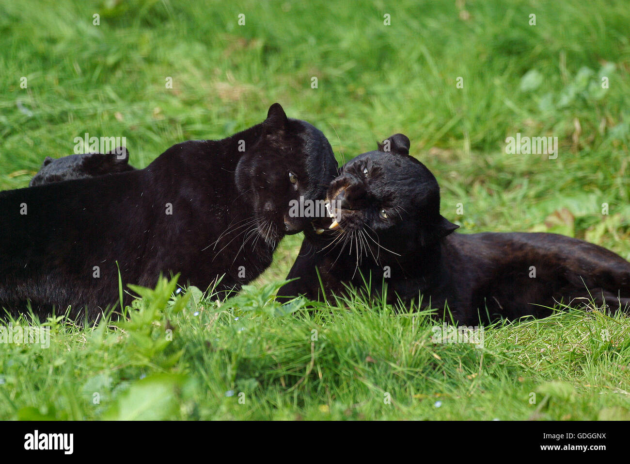 Black Panther, panthera pardus, Adults laying on Grass Stock Photo - Alamy