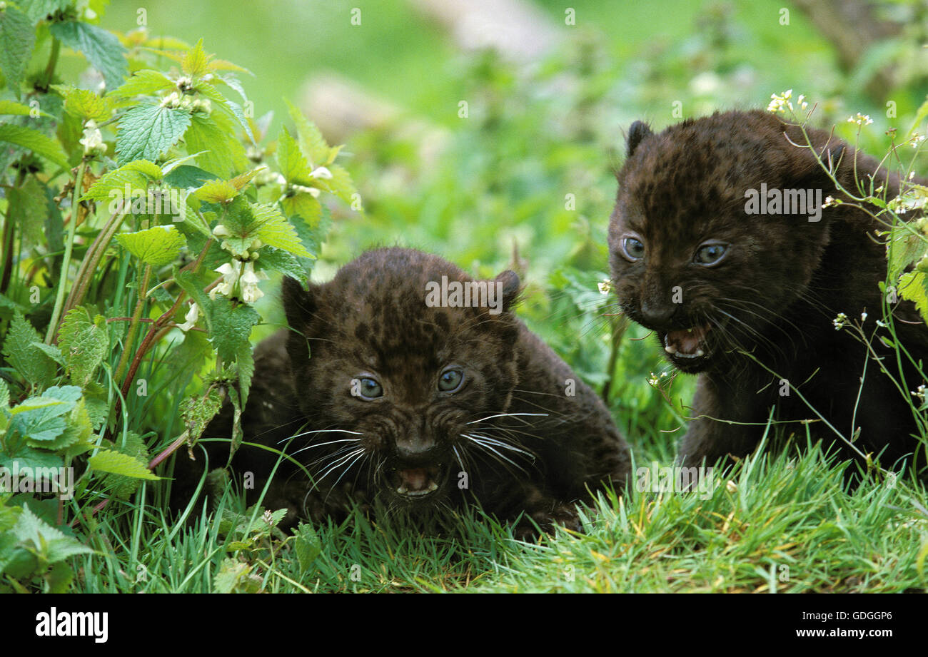 BLACK PANTHER panthera pardus, CUB HIDDEN IN GRASS, SNARLING Stock ...