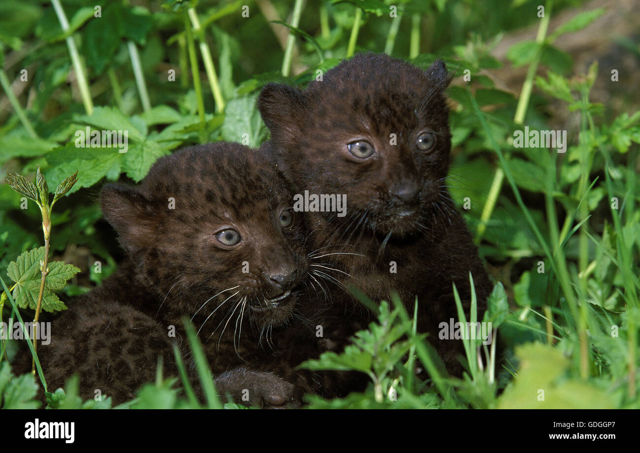 Black panther in grass hi-res stock photography and images - Alamy