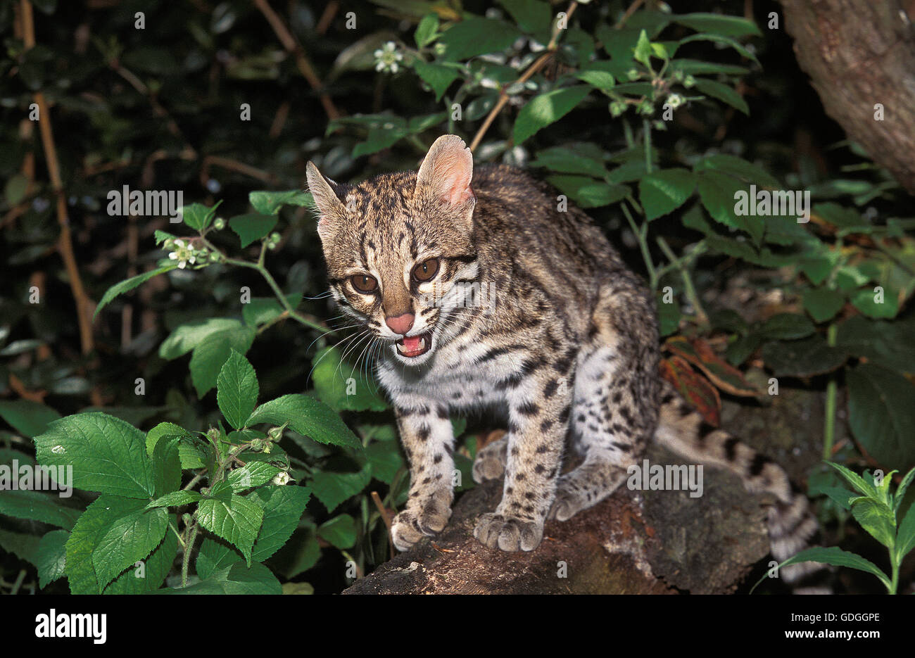 TIGER CAT OR ONCILLA leopardus tigrinus Stock Photo - Alamy