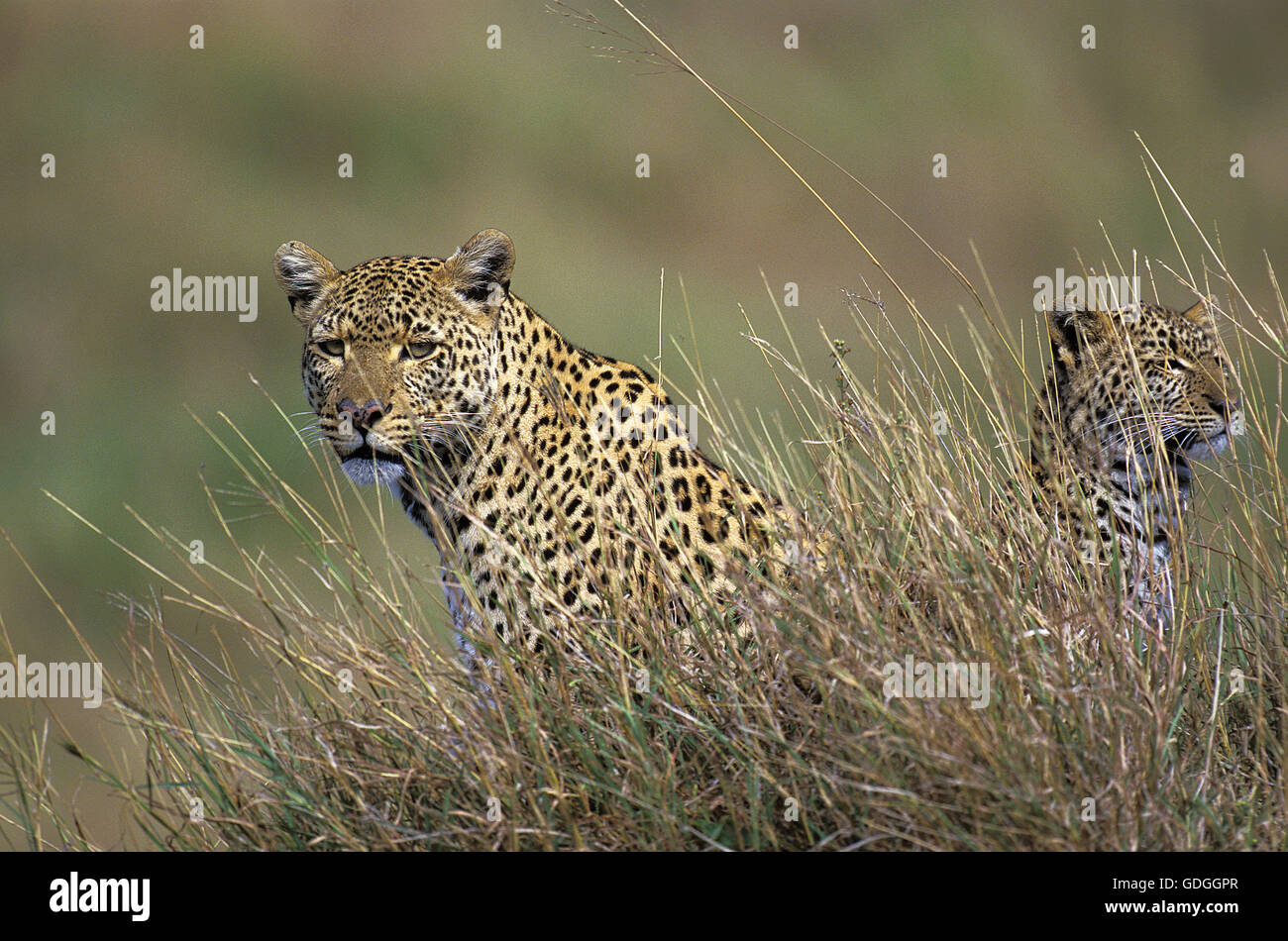 LEOPARD FEMALE AND YOUNG panthera pardus CAMOUFLAGED IN LONG GRASS ...