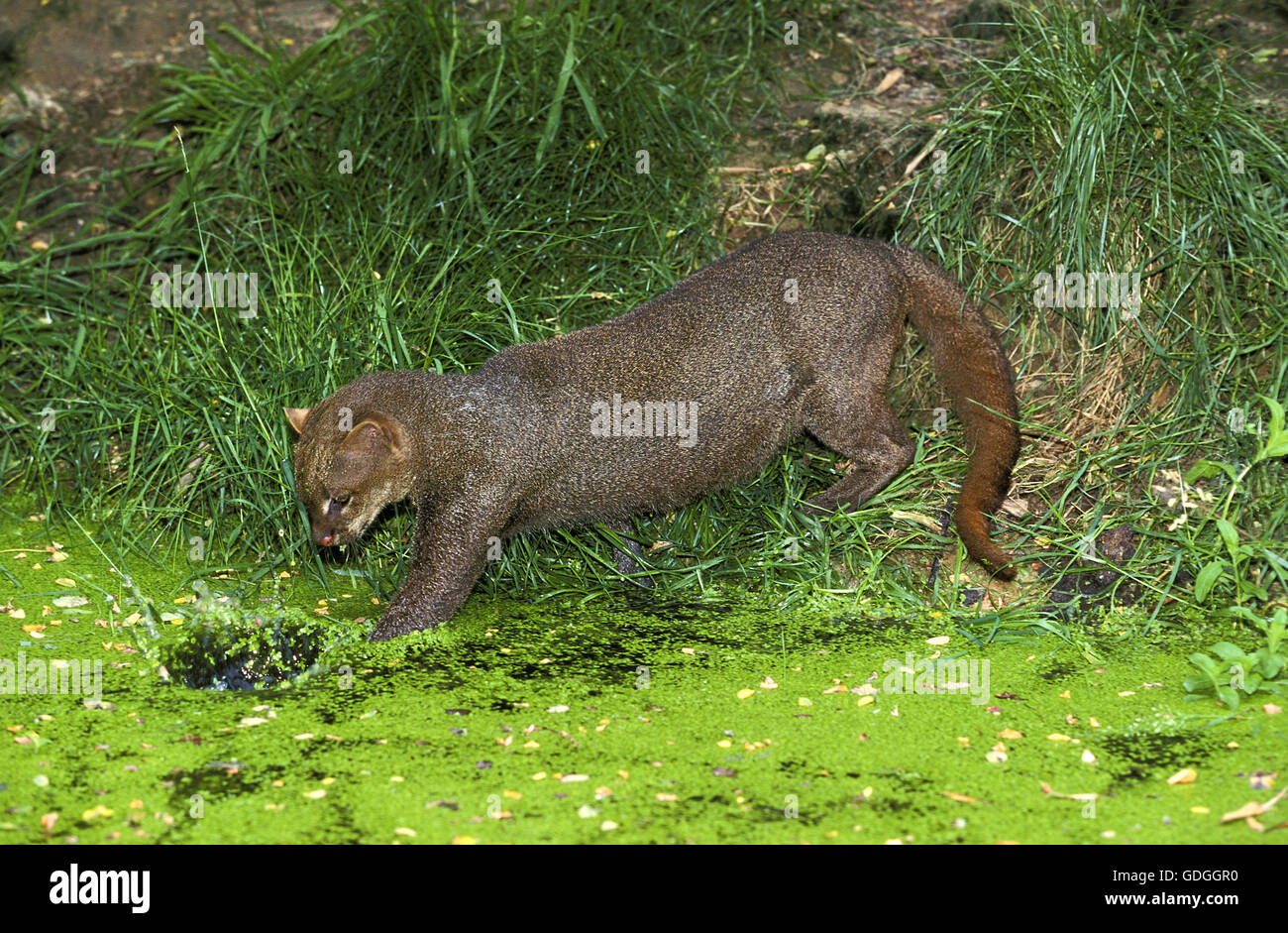 Jaguarundi, herpailurus yaguarondi, Adult fishing Stock Photo - Alamy