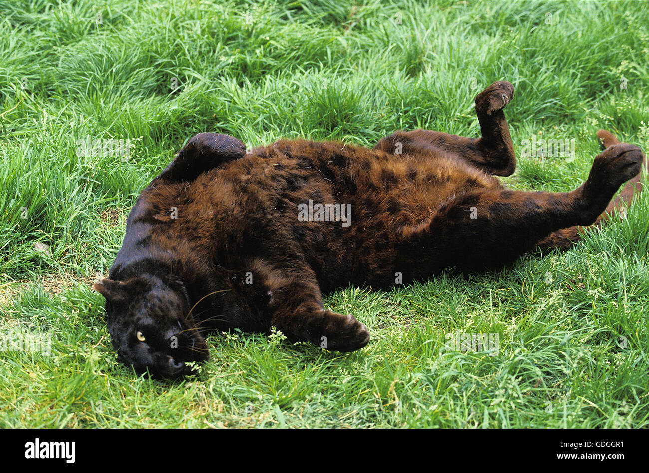 Black Panther, panthera pardus, Female rolling Stock Photo - Alamy