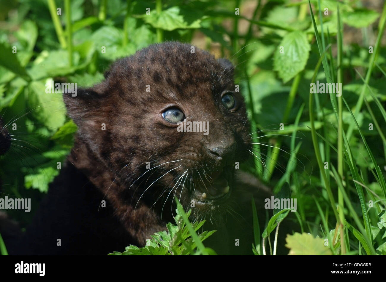 Black Panther, panthera pardus, Cub Stock Photo - Alamy