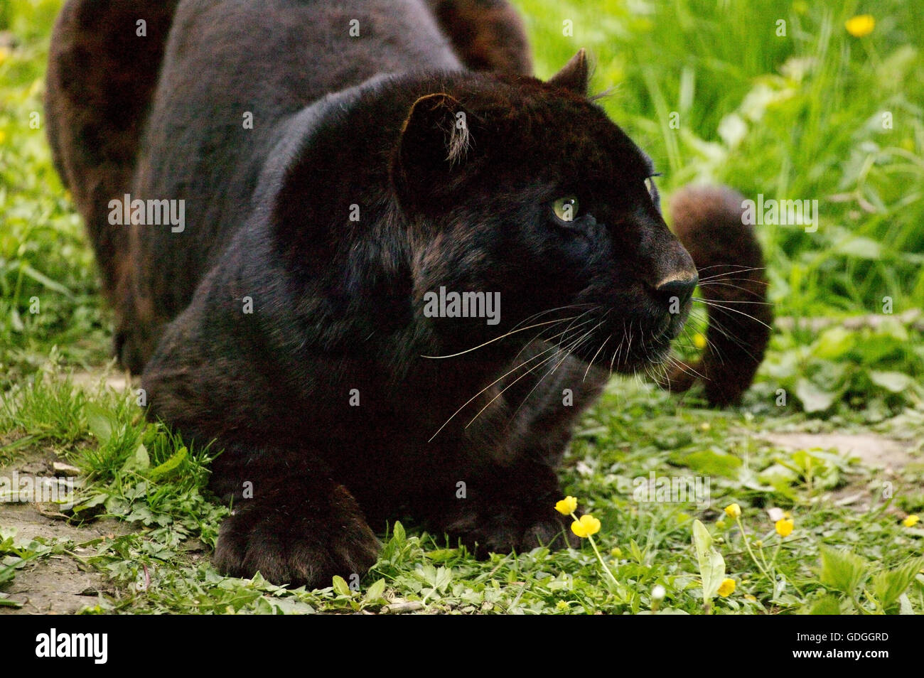 Melanistic black leopard hi-res stock photography and images - Alamy