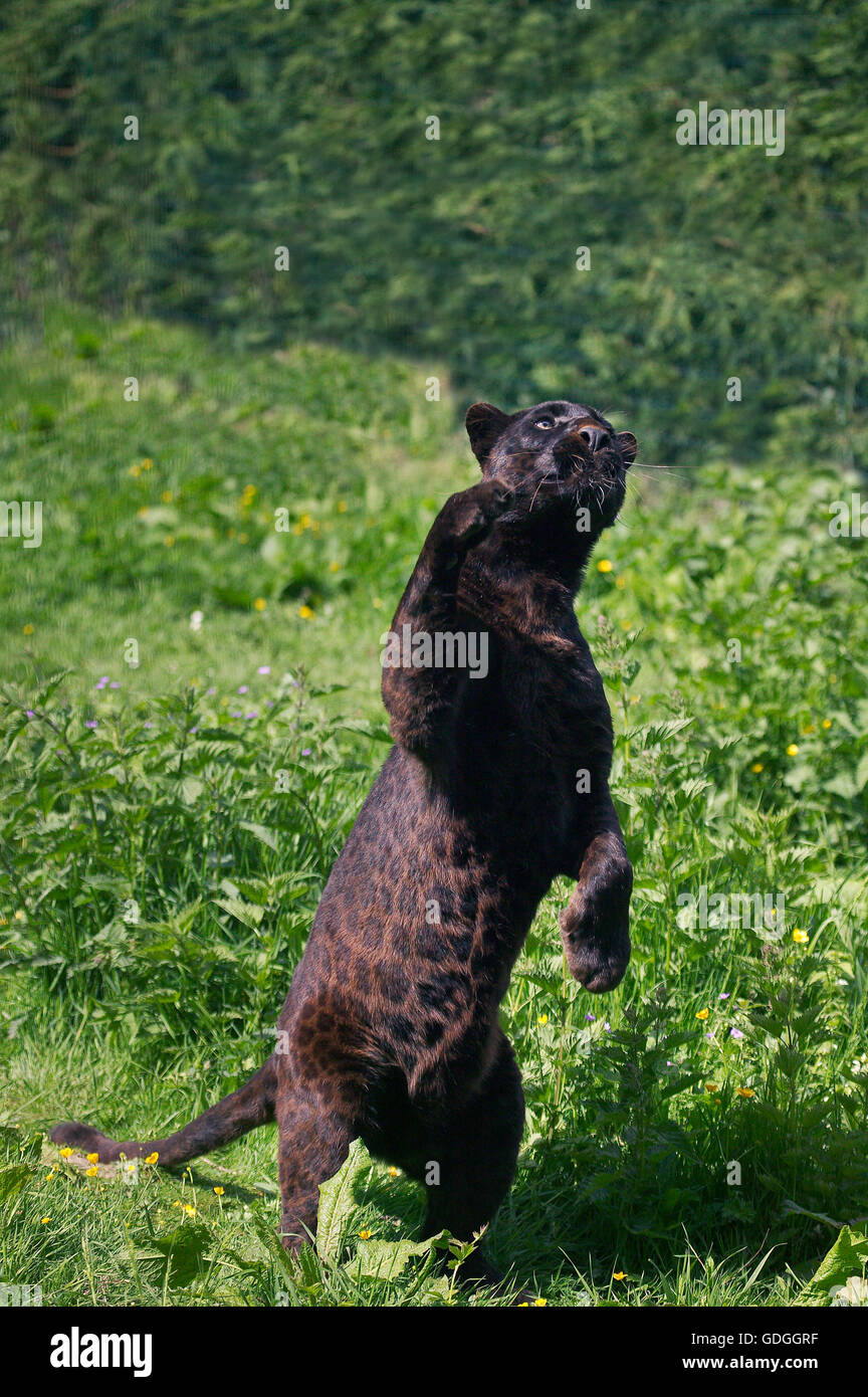 Black Leopard or Black Panther, panthera pardus, Adult Hunting, on Hind ...