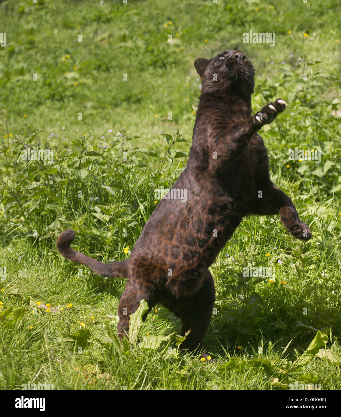 Black Panther, panthera pardus Stock Photo - Alamy