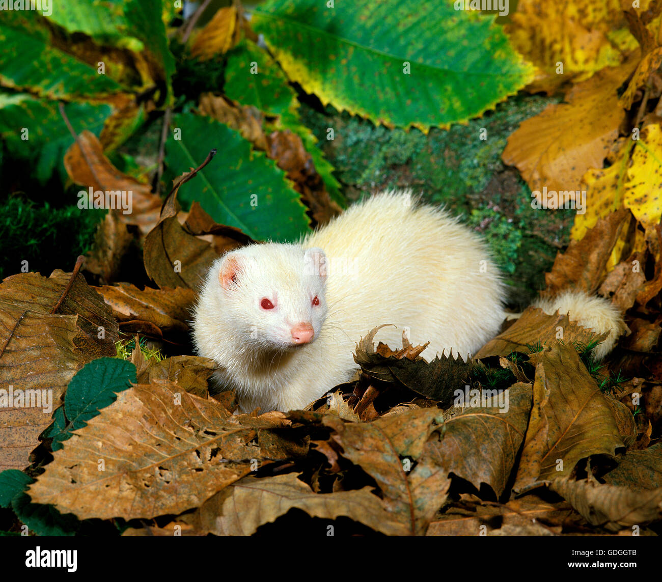 Ferret, mustela putorius furo, Female on Fallen Leaves Stock Photo - Alamy