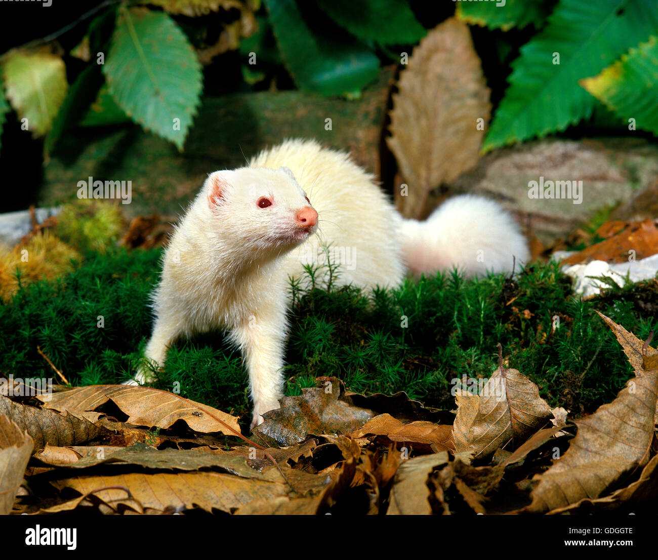 Ferret, mustela putorius furo, Female Stock Photo - Alamy