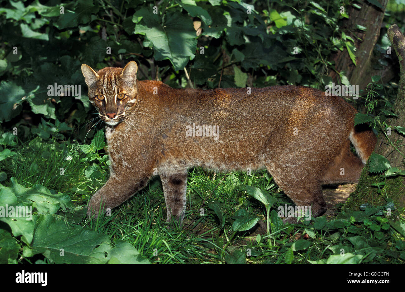 Asian Golden Cat or Temmink's Cat, catopuma temmincki, Adult Stock ...