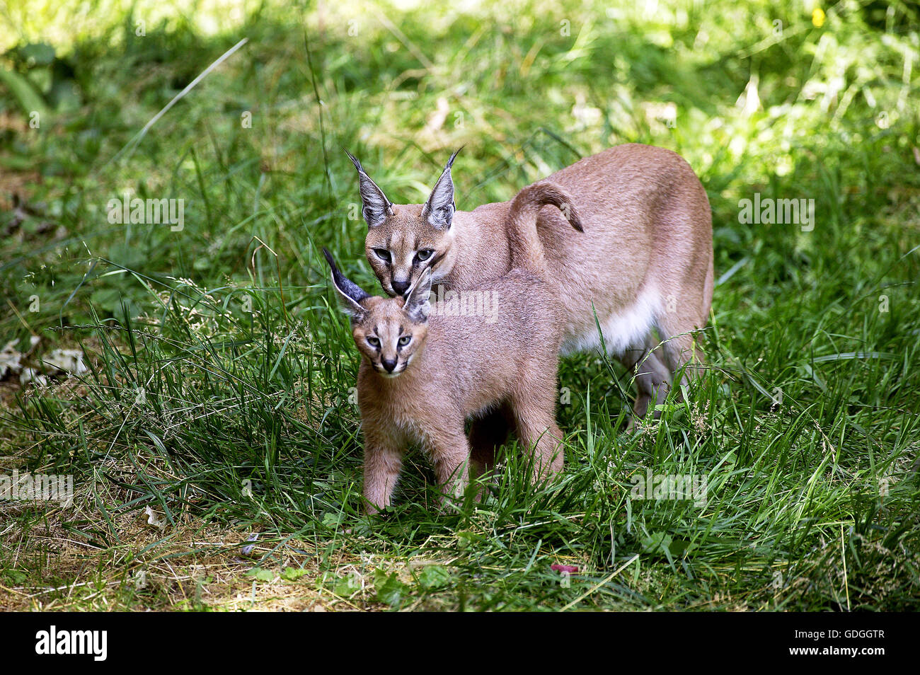 CARACAL caracal caracal, FEMALE WITH CUB Stock Photo - Alamy