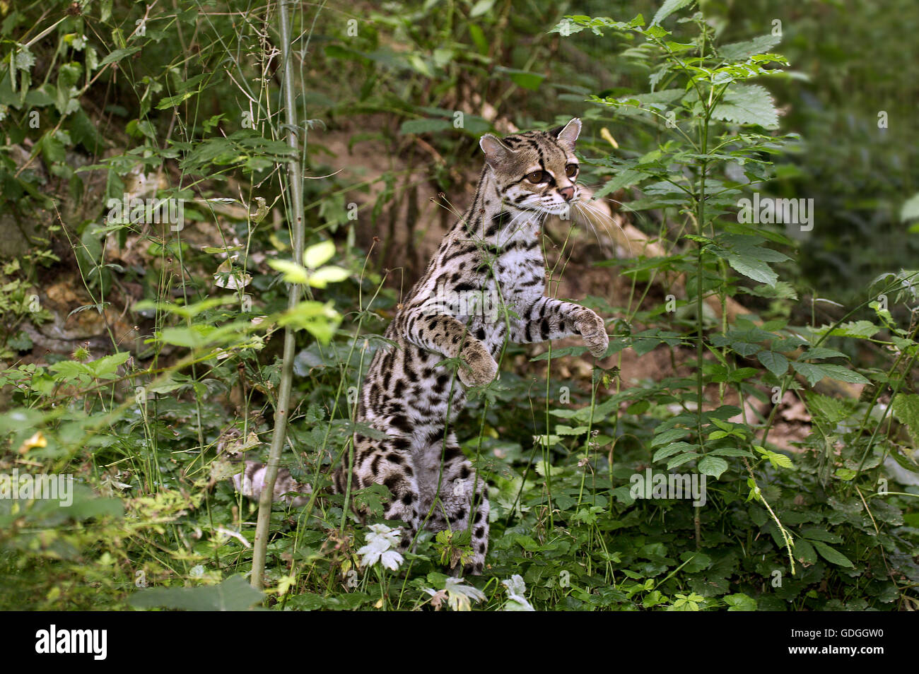 Margay Cat, leopardus wiedi, Adult on Hind Legs Stock Photo - Alamy