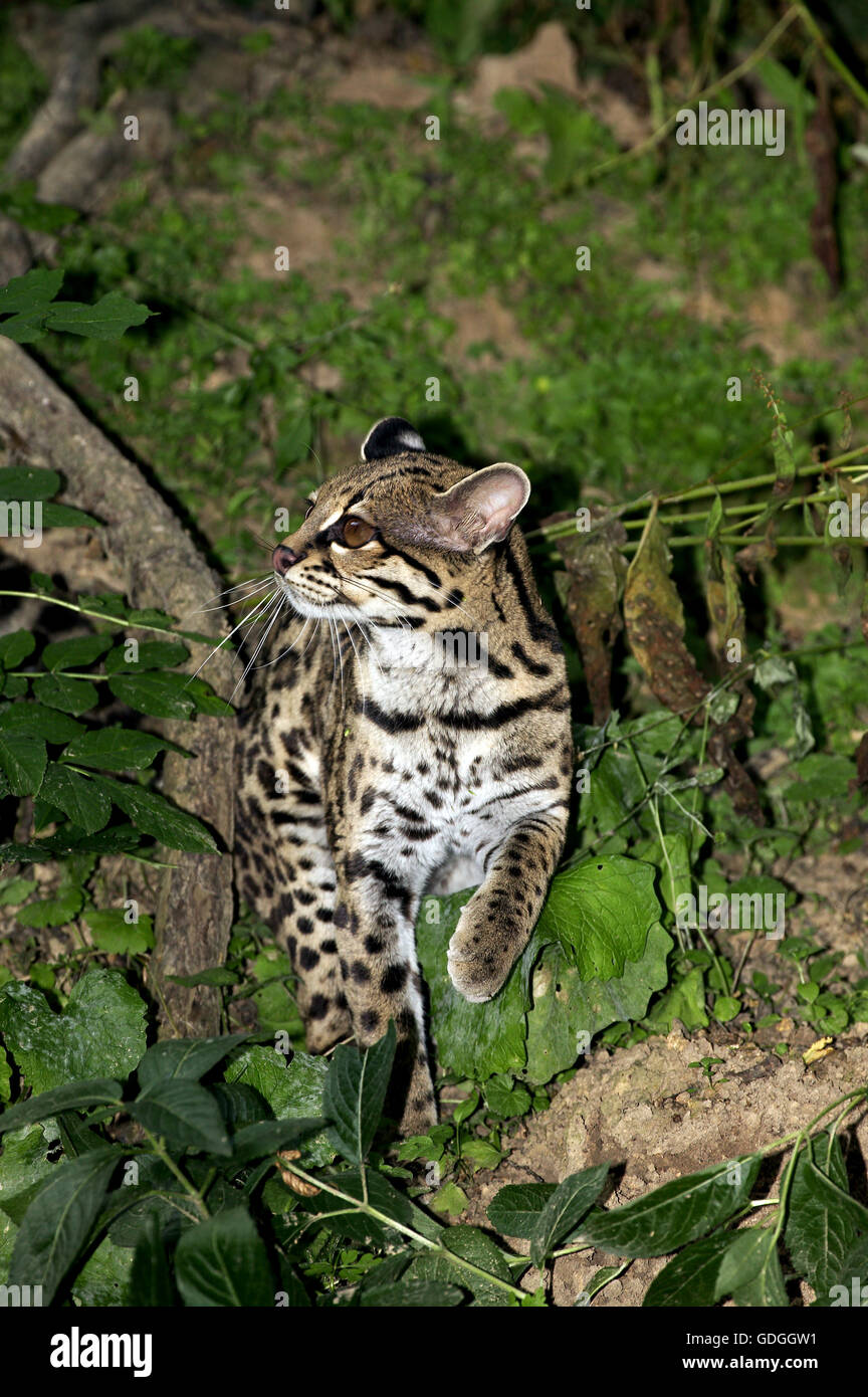 Margay High Resolution Stock Photography and Images - Alamy