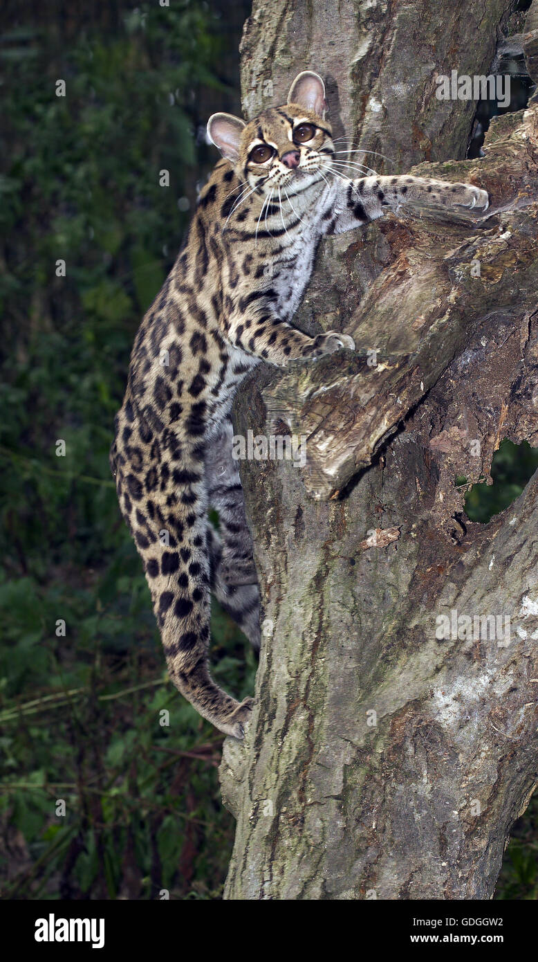 Margay Adult