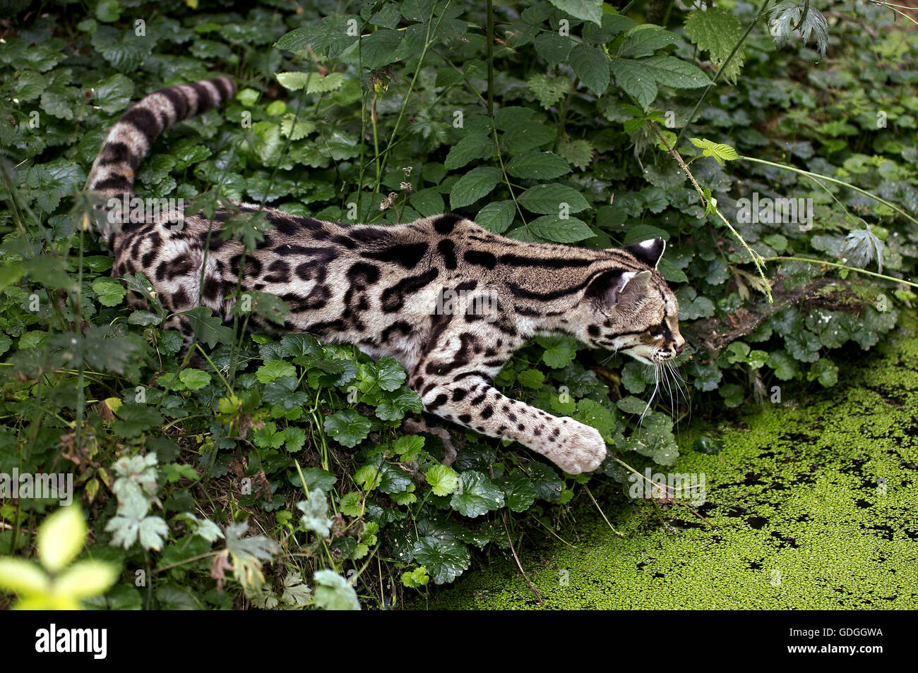 Margay Cat, leopardus wiedi, Adult Hunting near a Water Hole Stock ...
