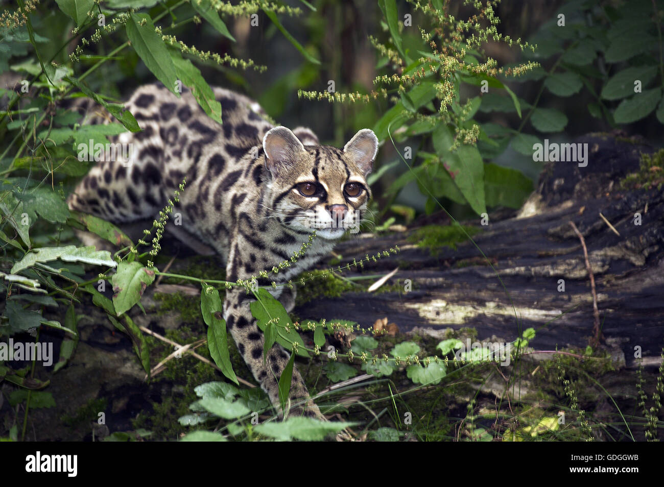 Margay Adult
