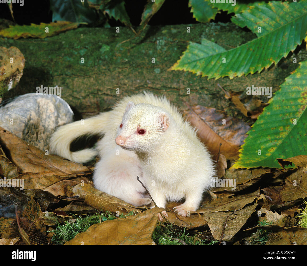 Ferret, mustela putorius furo, Adult on Leaves Stock Photo - Alamy