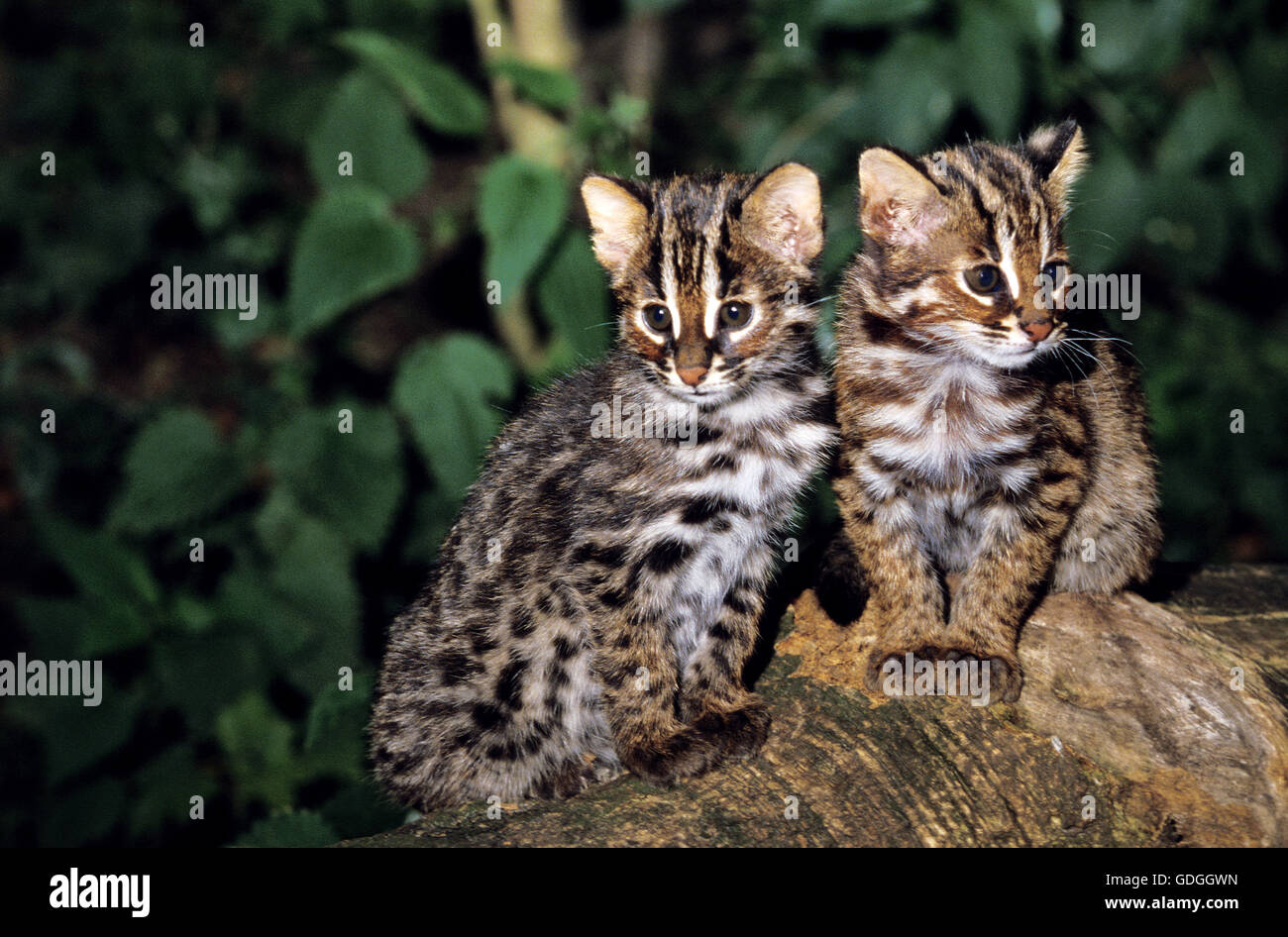 Siberian leopard cats hi-res stock photography and images - Alamy