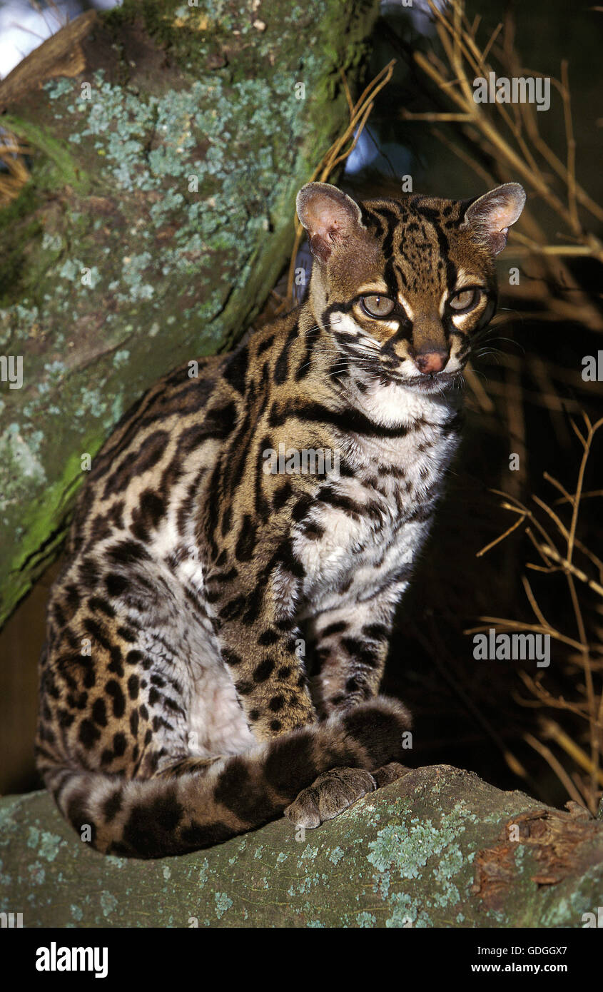 Margay Adult
