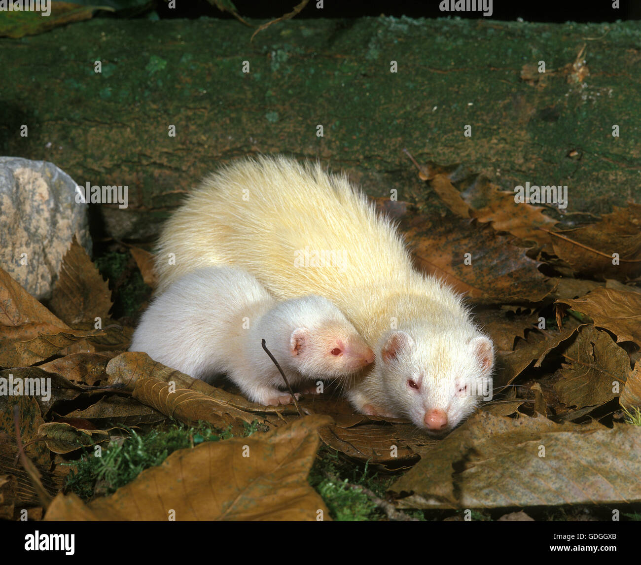 Ferret, mustela putorius furo, Female with Young Stock Photo - Alamy