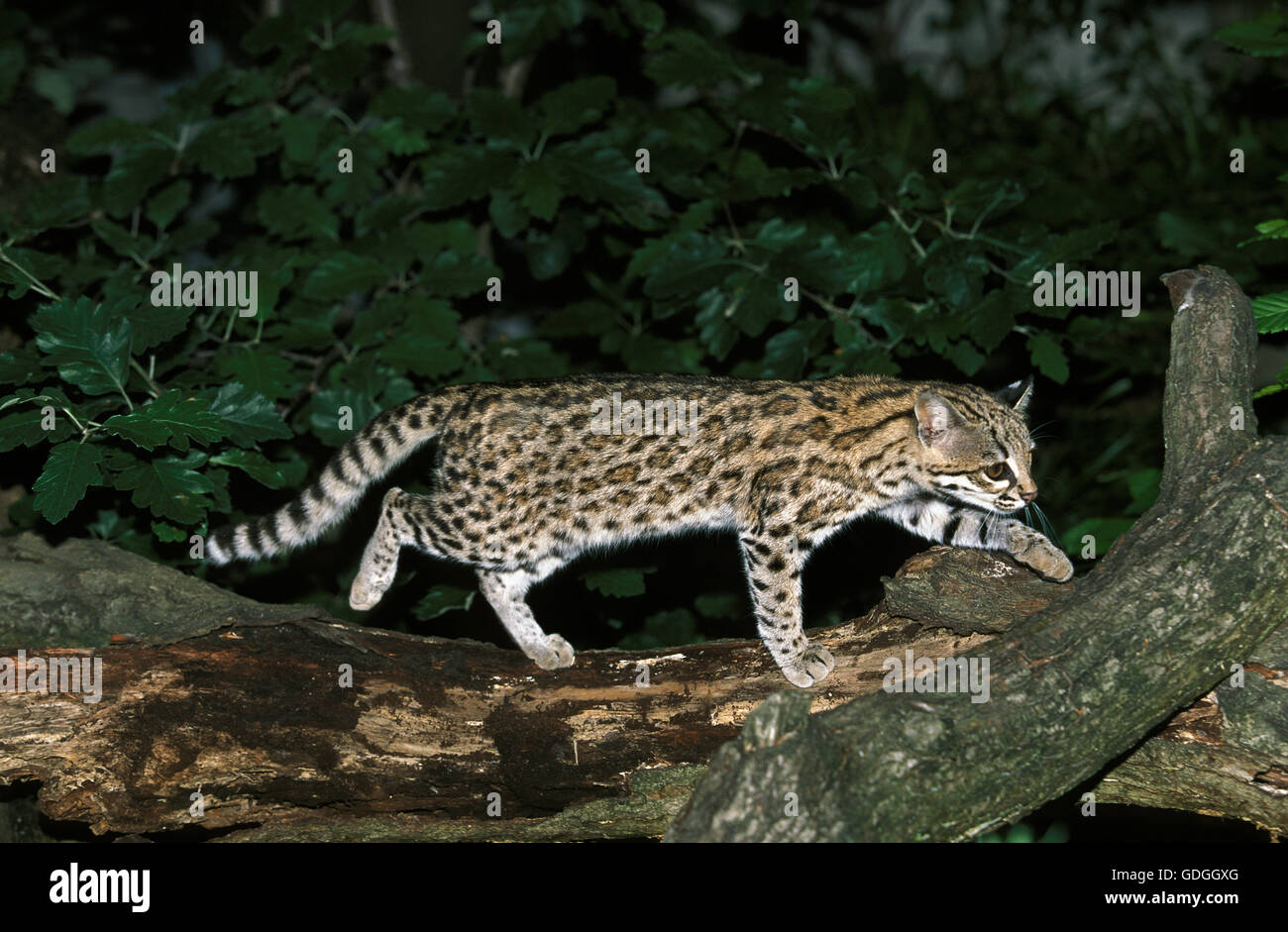 TIGER CAT OR ONCILLA leopardus tigrinus, ADULT ON BRANCH Stock Photo ...