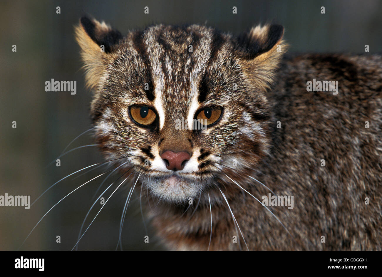 Amur Leopard Cat or Siberian Leopard Cat, prionailurus bengalensis ...