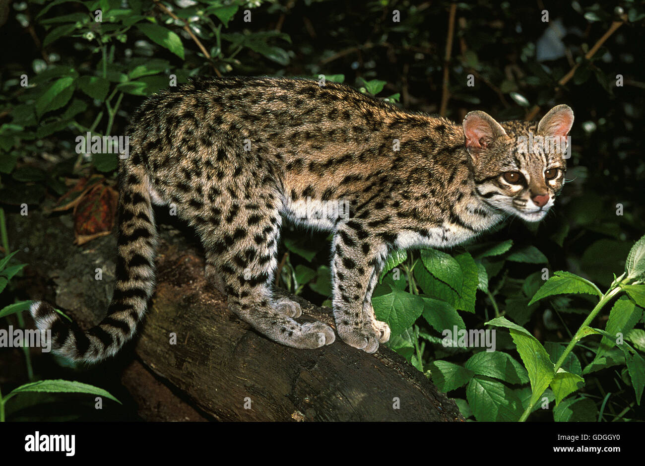 Oncillas hi-res stock photography and images - Alamy