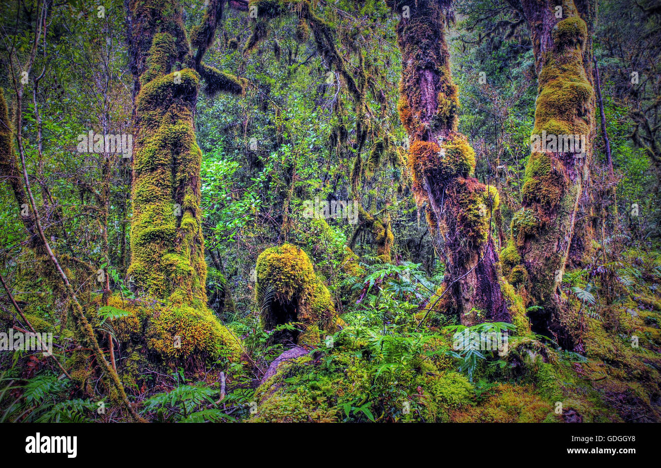Green hell forest hi-res stock photography and images - Alamy