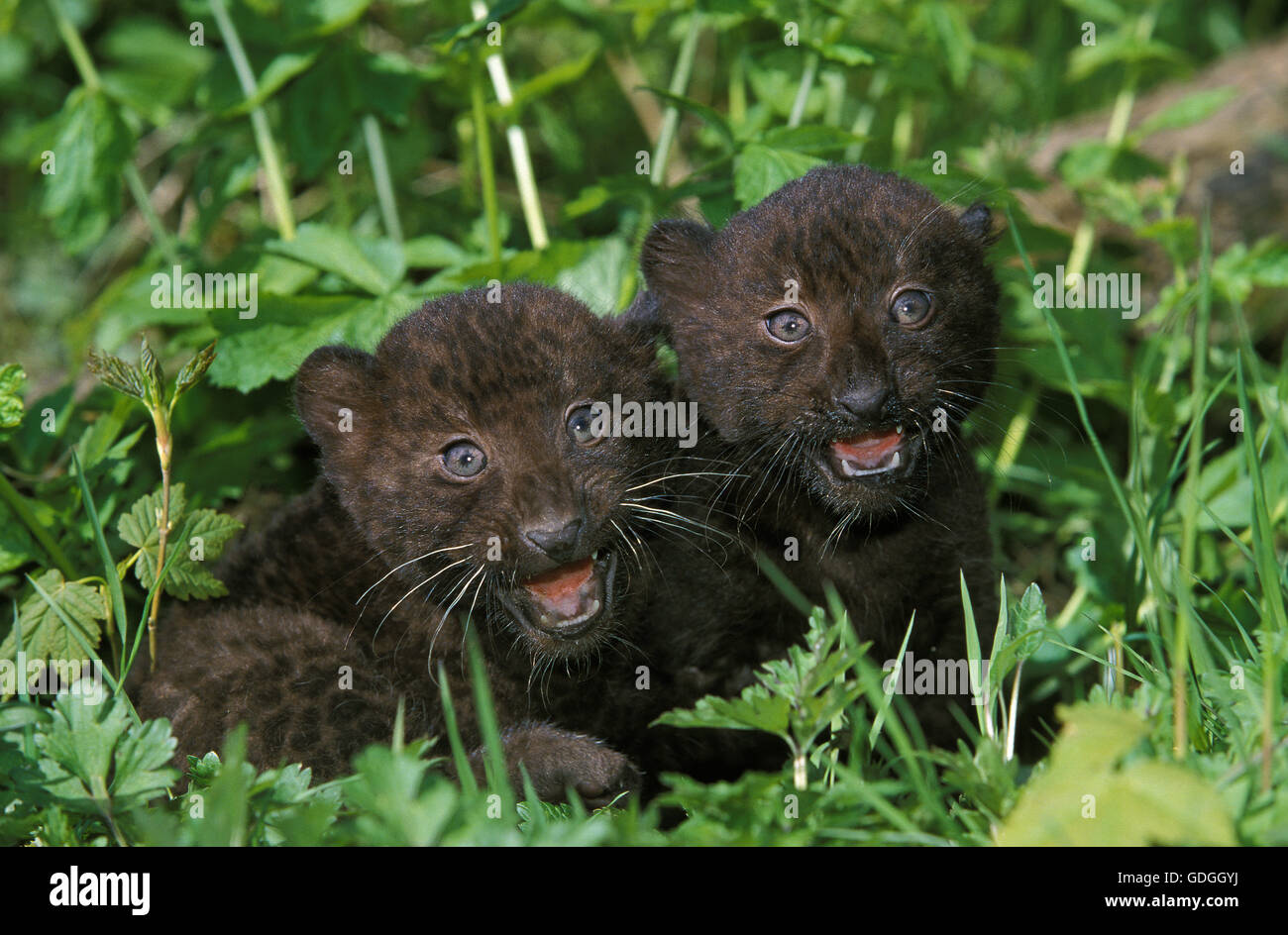 Black Panther, panthera pardus, Cub in Long Grass Stock Photo - Alamy