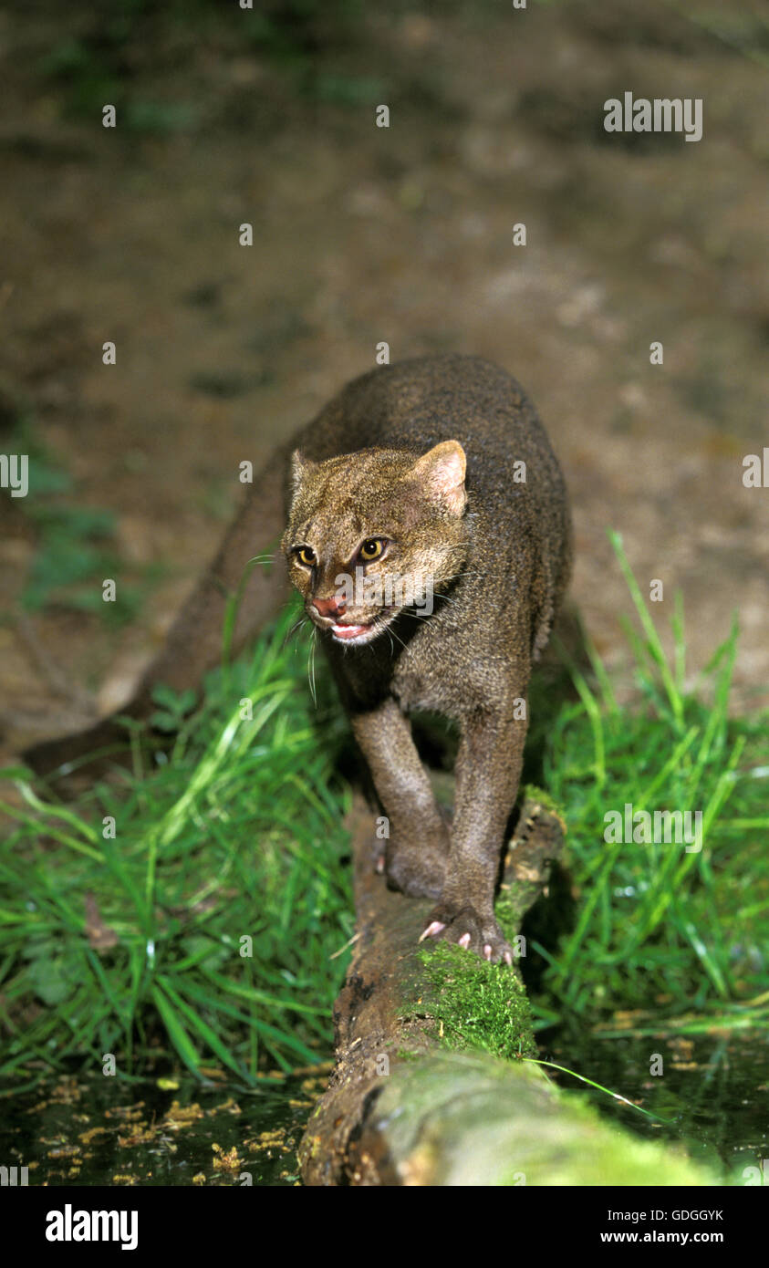 Jaguarundi, herpailurus yaguarondi, Adult Stock Photo - Alamy