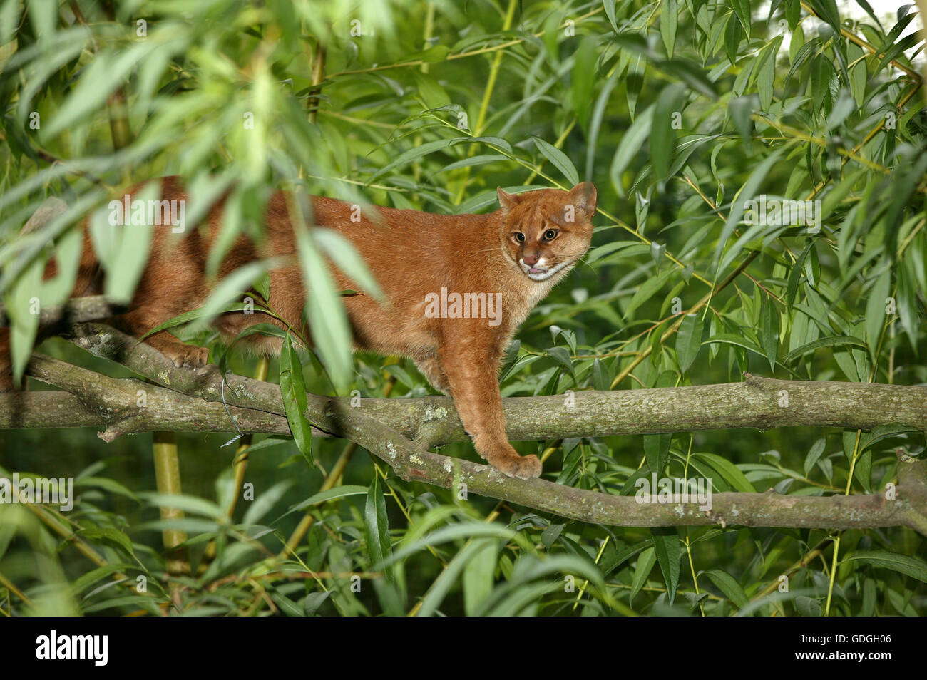 Jaguarundi, herpailurus yaguarondi, Adult on Branch Stock Photo - Alamy