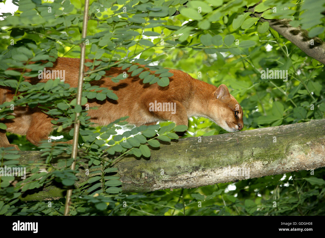 Jaguarundi, herpailurus yaguarondi, Adult on Branch Stock Photo - Alamy