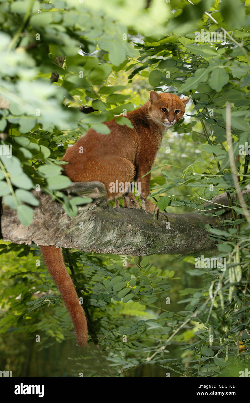 Herpailurus yagouaroundi hi-res stock photography and images - Alamy
