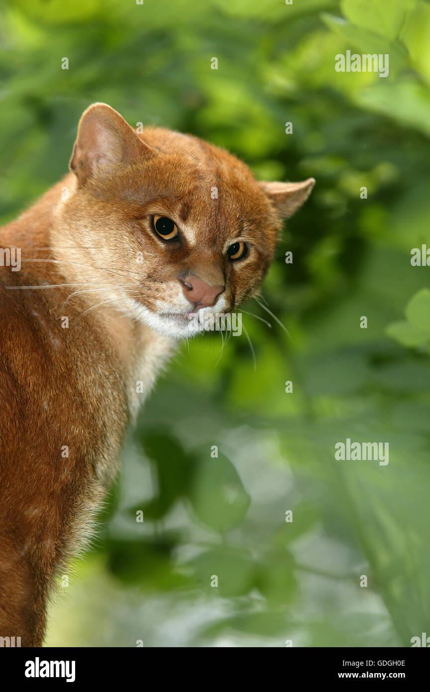 Jaguarundi, herpailurus yaguarondi, Portrait of Adult Stock Photo - Alamy