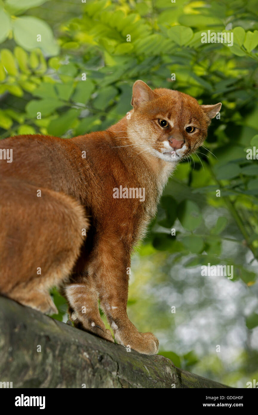 Jaguarundi, herpailurus yaguarondi, Adult sitting on Branch Stock Photo ...