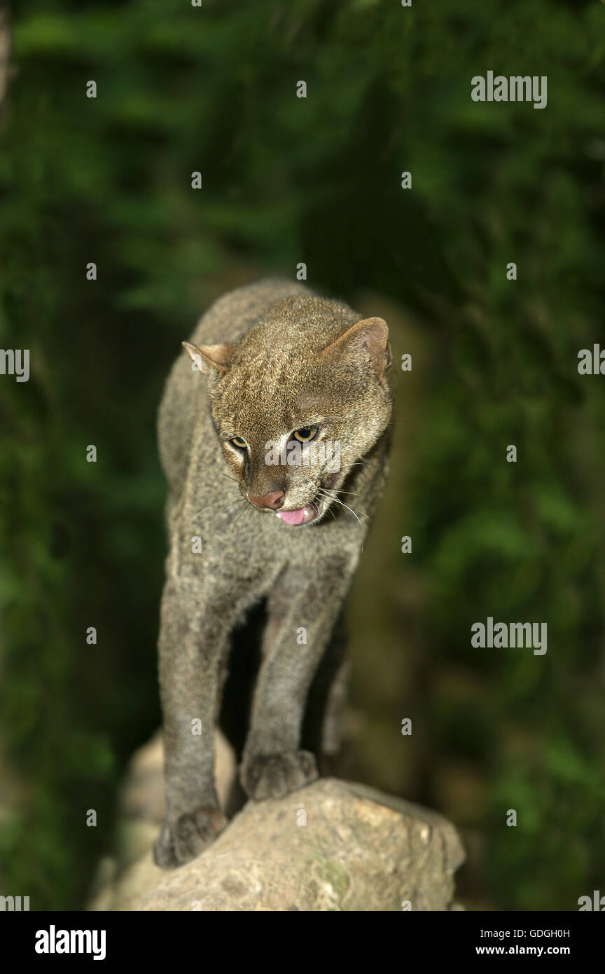 JAGUARUNDI herpailurus yaguarondi, ADULT ON ROCK Stock Photo - Alamy