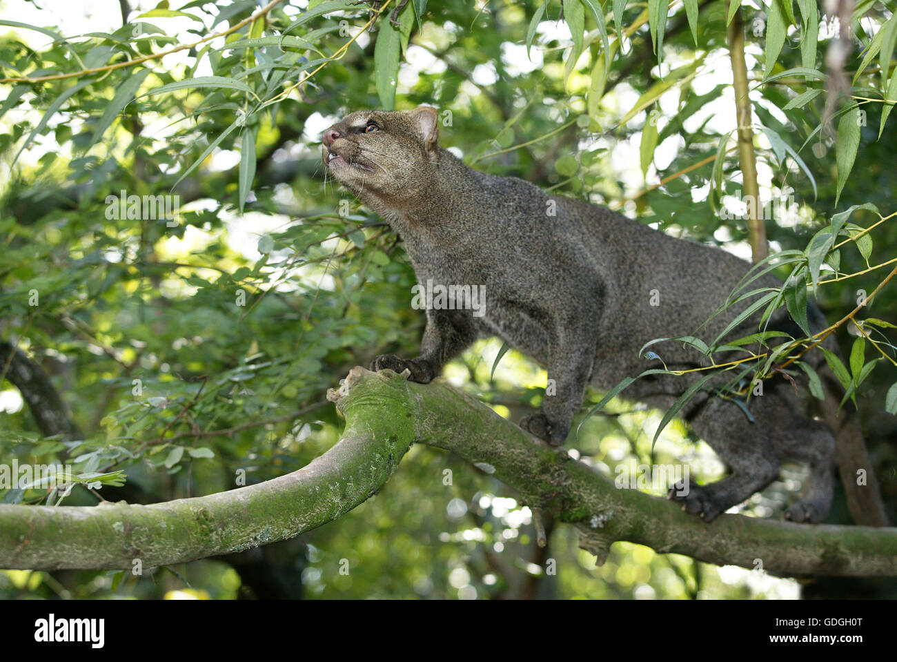 Jaguarundi, herpailurus yaguarondi Stock Photo - Alamy