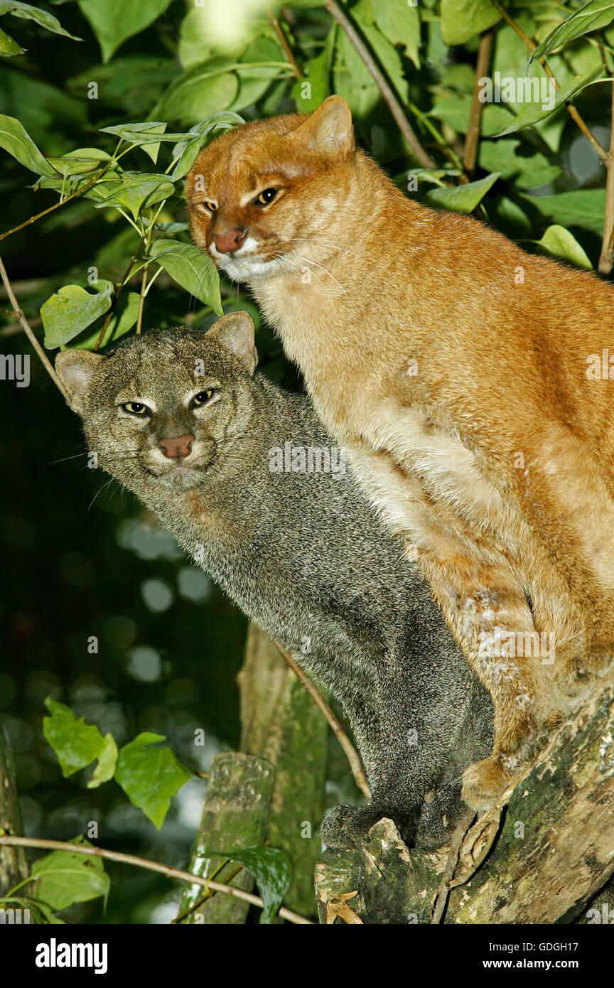 Jaguarundi, herpailurus yaguarondi, Adults on Branch Stock Photo - Alamy