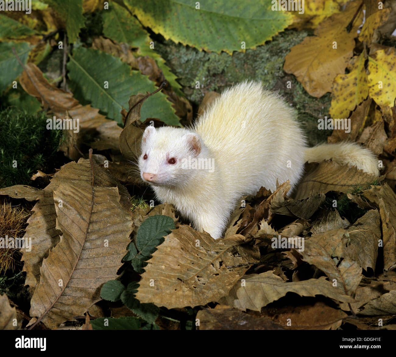 Ferret, mustela putorius furo Stock Photo - Alamy